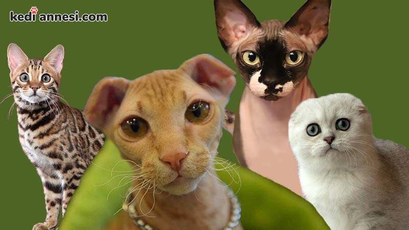 Kedi Cinsleri - Belirleyici Özellikler - kediannesi.com
